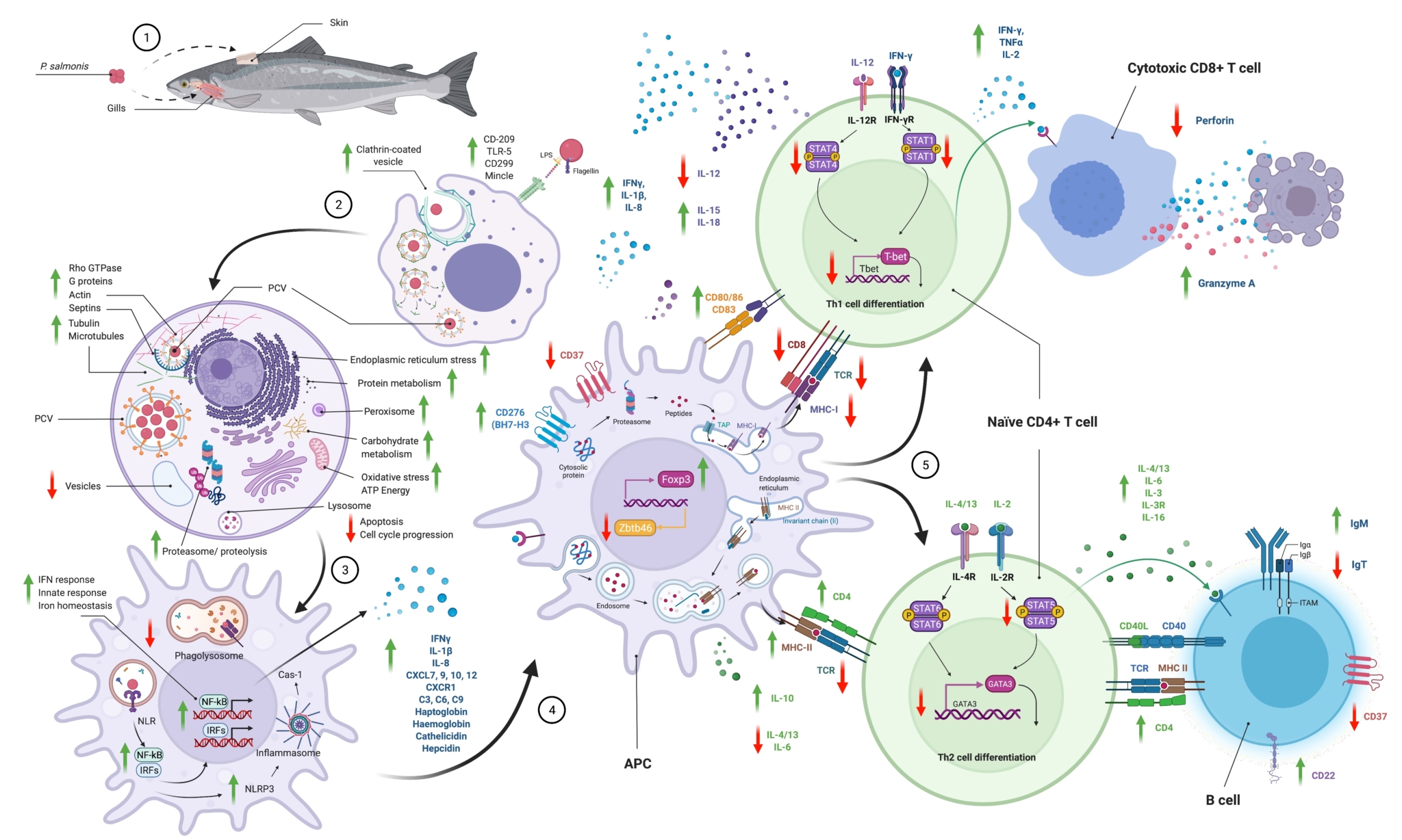 Why Does Piscirickettsia salmonis Break the Immunological Paradigm in Farmed Salmon? Biological ...